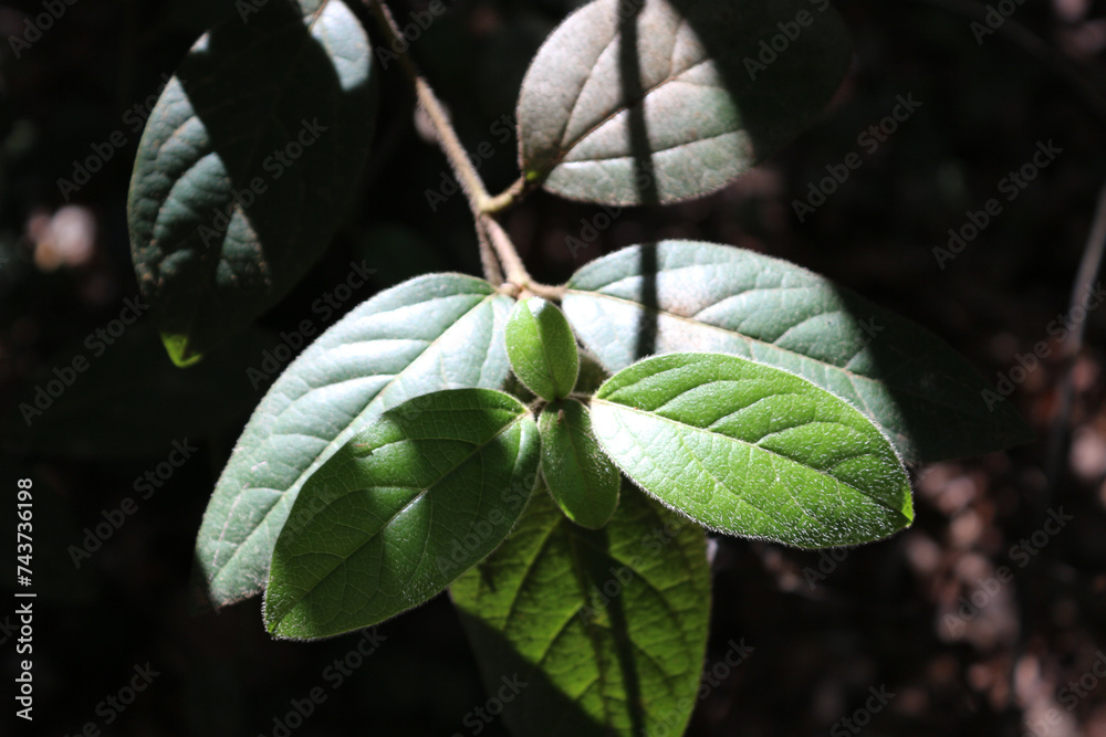 Macro shot of Viburnum tinus, the laurustinus, laurustine or laurestine ...