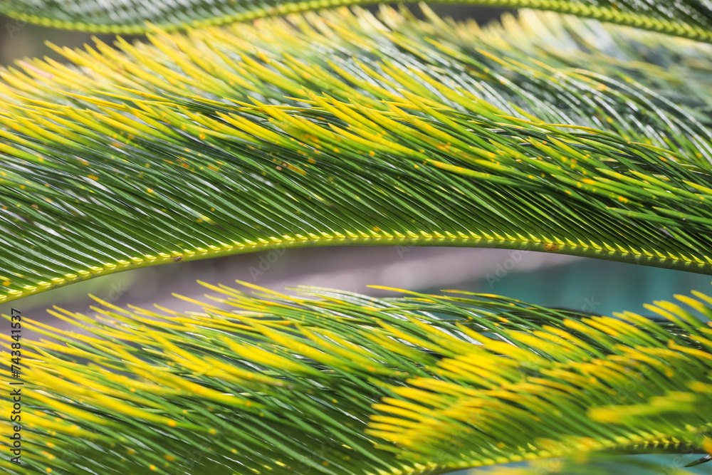 Leaves of the cica palm, also known as Sagu-de-jardim, Cycas Revoluta ...