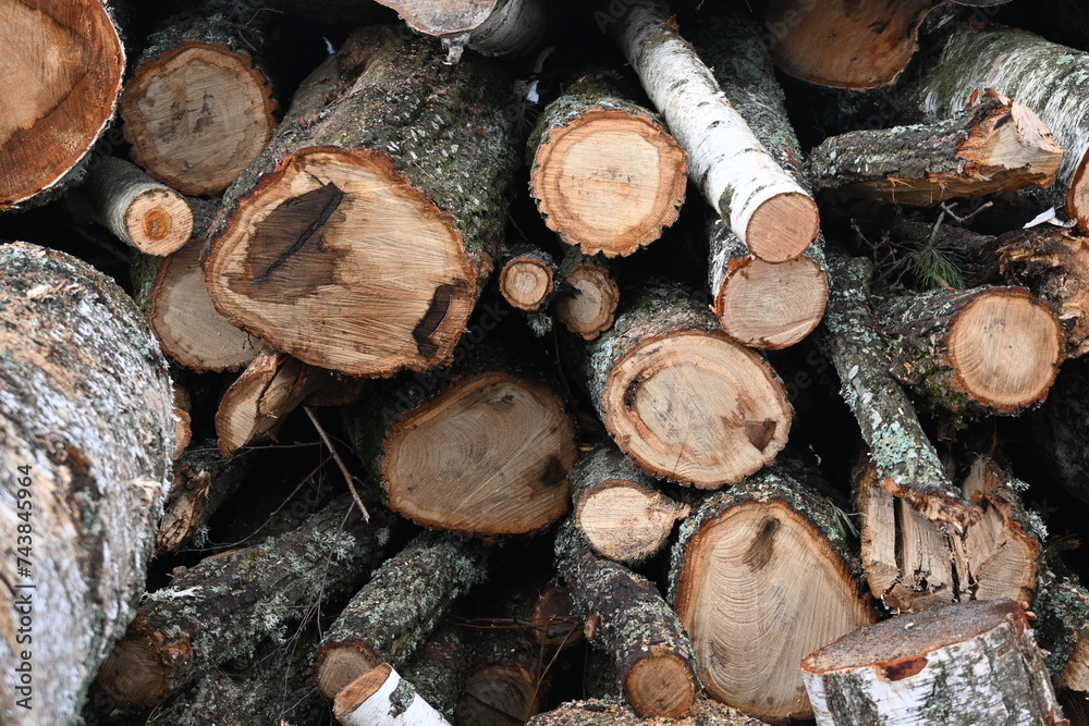 cut tree trunks as a backdrop, spring pruning of trees, cut tree trunks ...