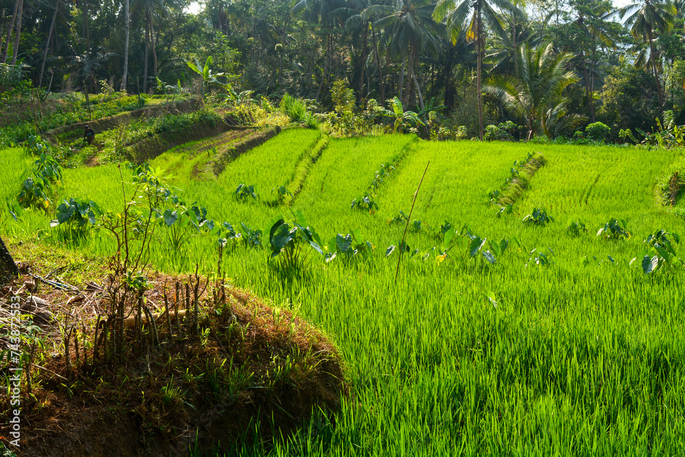 Beautiful green rice fields in the countryside. Rice plantation. Rice ...