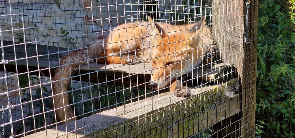 Fox in the ZOO red fox largest of the true foxes and one of the most ...