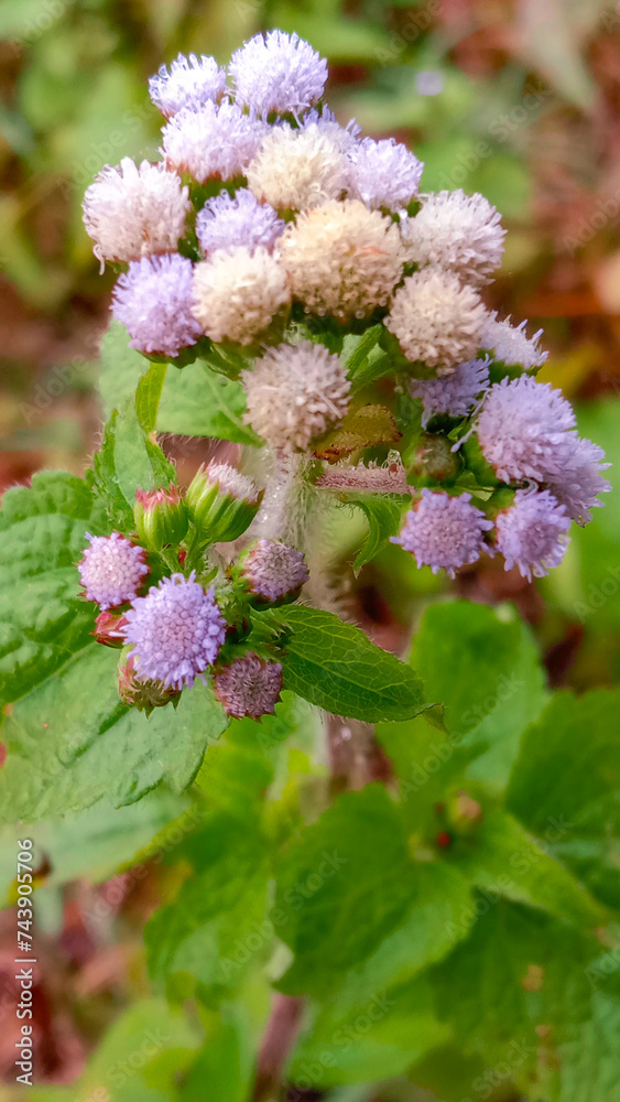 Billygoat weed flower of Bangladesh, Billygoat weed, Billygoat weed ...