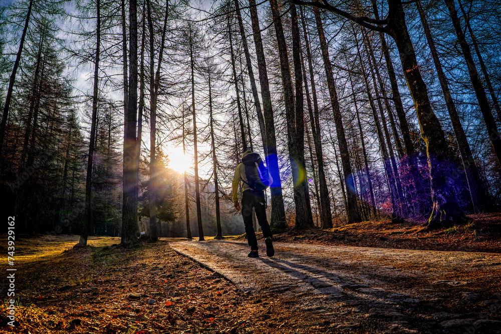 Poster Trekking scene in a forest at morning – Wall Art | UkPosters