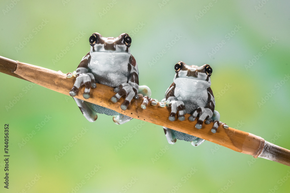 The Mission golden-eyed tree frog or Amazon milk frog (Trachycephalus ...
