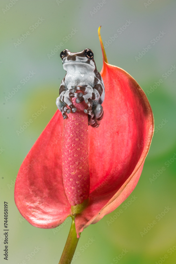 The Mission golden-eyed tree frog or Amazon milk frog (Trachycephalus ...
