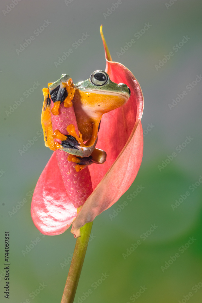 Wallace's flying frog (Rhacophorus nigropalmatus), also known as the ...