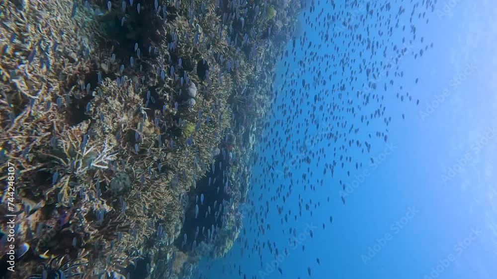 Vertical underwater view of big shoals of tropical damsel fish moving ...