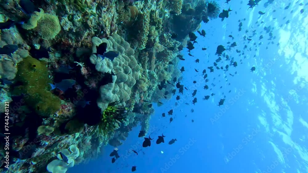 Vidéo Stock Beautiful vertical underwater view of large shoals of ...