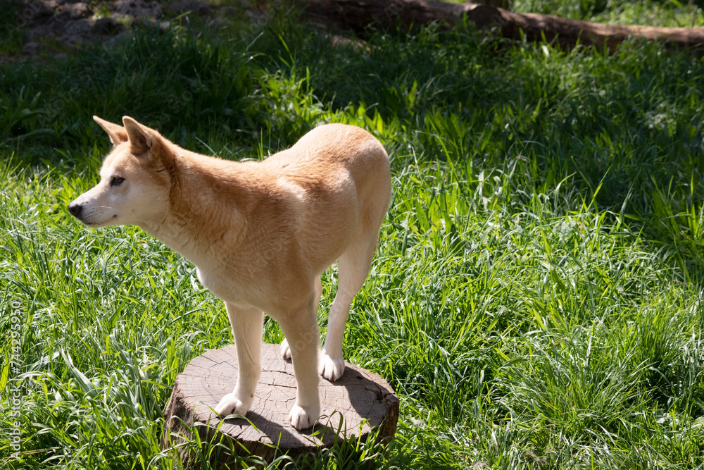 Dingos are a dog-like wolf. They have a long muzzle, erect ears and ...