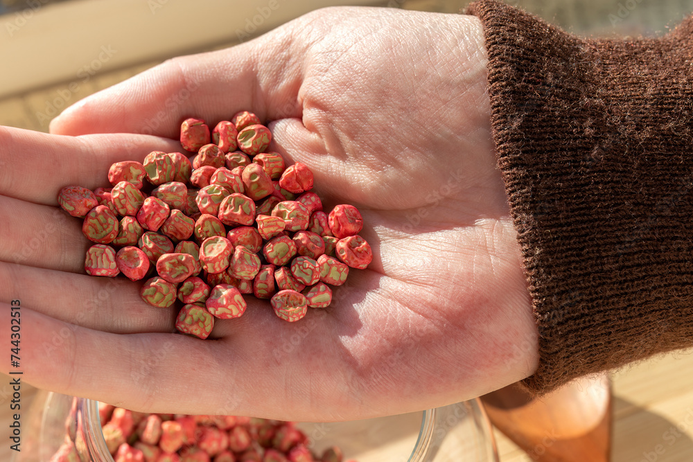 Green pea seeds of unusual pink color on palm of young man. Pisum ...