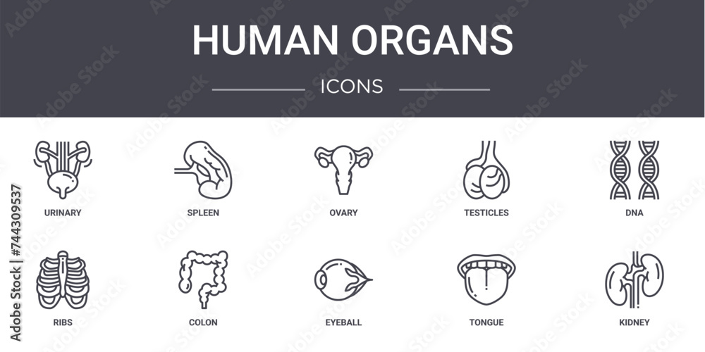 human organs concept line icons set. contains icons usable for web ...