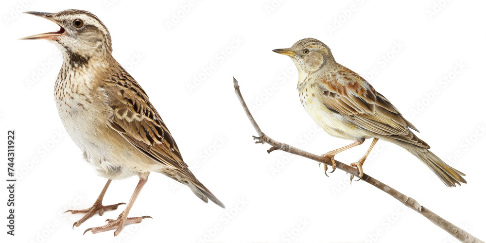 Lark White Background, Isolated Transparent Background Images Stock ...