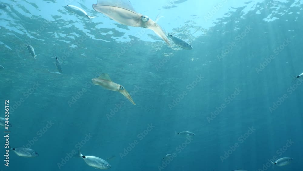 underwater calamari swimming underwater close and slow ocean scenery ...