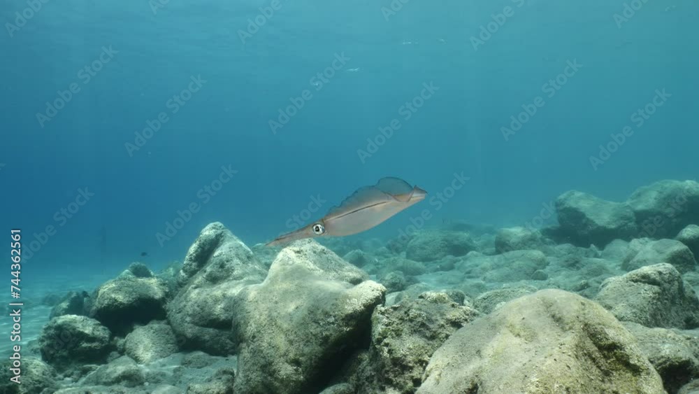 underwater calamari swimming underwater close and slow ocean scenery ...