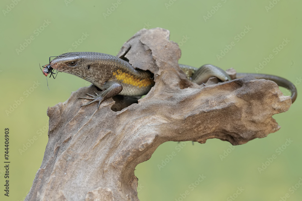 A common sun skink is ready to prey on a grasshopper on a rotting tree ...