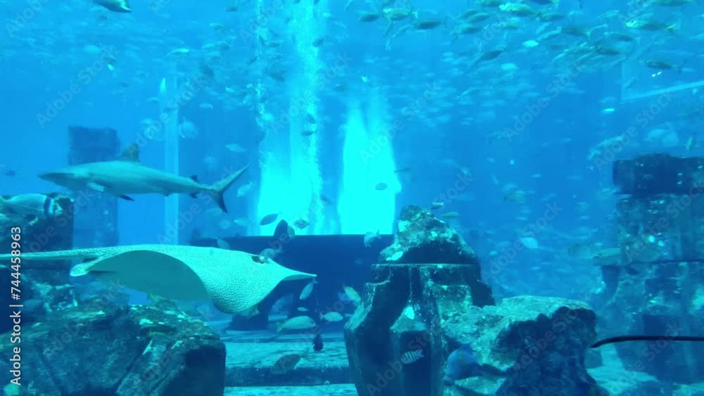Various types of fish and sea animals swimming in a large underwater ...