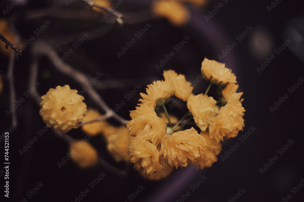 Ochna integerrima (Hoa Mai) tree with lucky money.bright yellow ochna ...