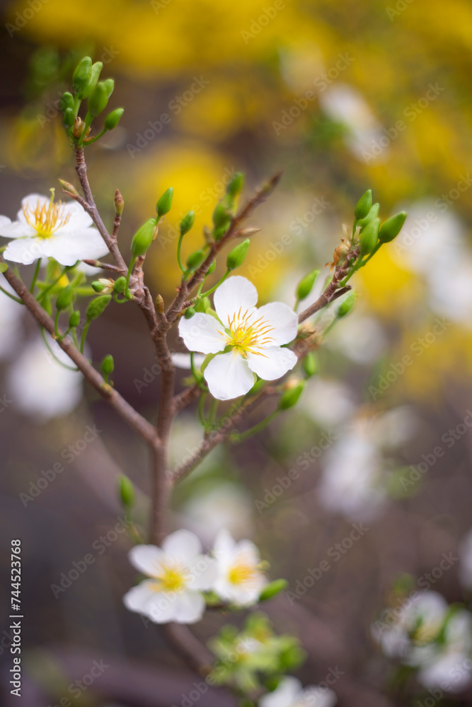 Single Ochna integerrima blossom,Ochna kirkii Olive,Ochna thomasiana ...