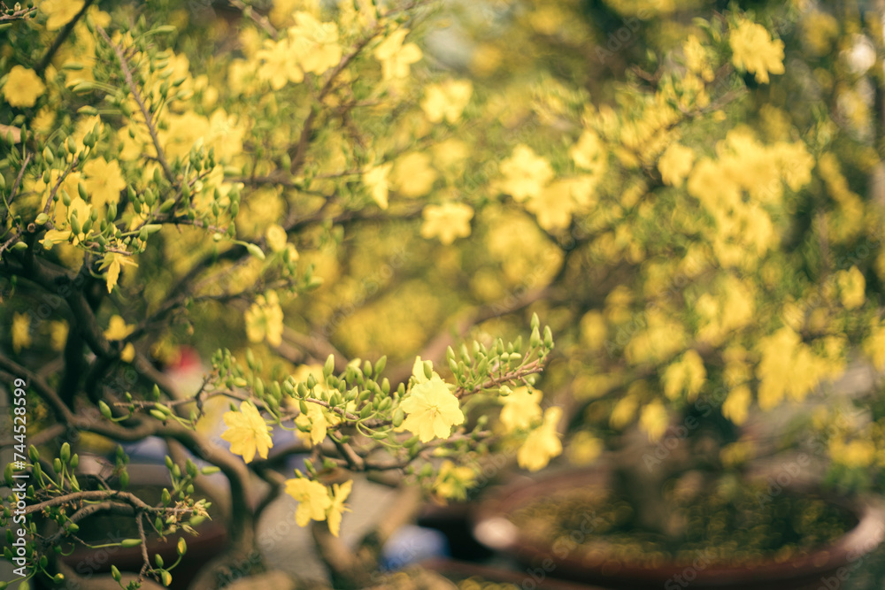 Ochna integerrima, popularly called yellow mai flower. In Cambodia ...