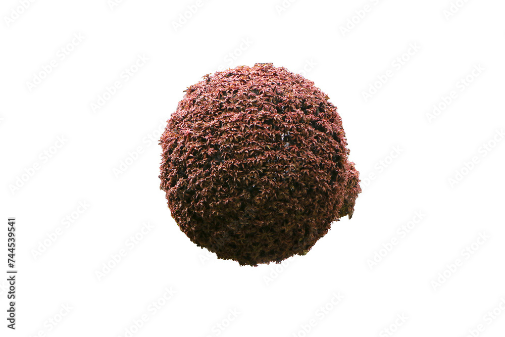 Ornamental plant Sphere multi-colored flower decorations isolated on ...