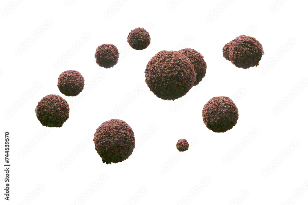 Ornamental plant Sphere multi-colored flower decorations isolated on ...