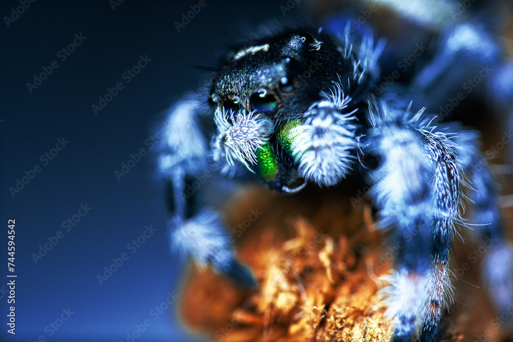 Phidippus regius jump spider, jumping spider animal arachnid group of ...