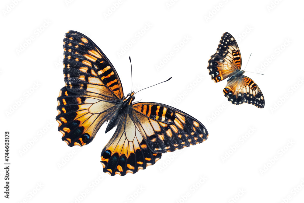 Butterfly transparent background, PNG, Flying butterfly Stock Photo ...