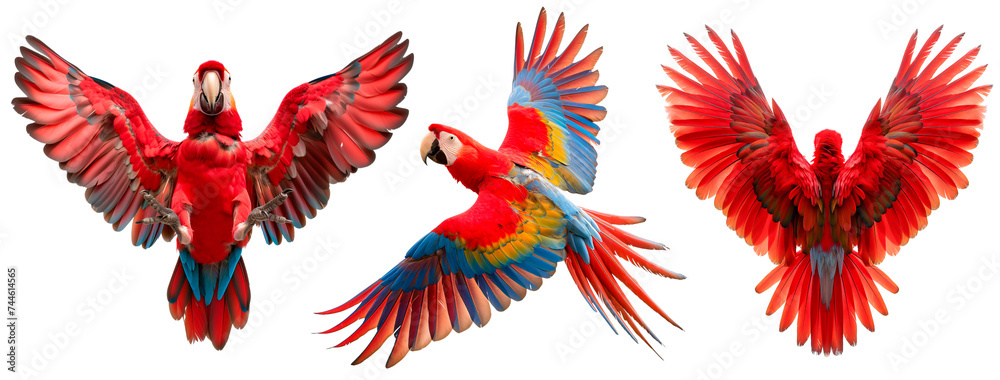 Green-winged Macaw, Ara chloropterus, flying. Set of parrots. View from ...