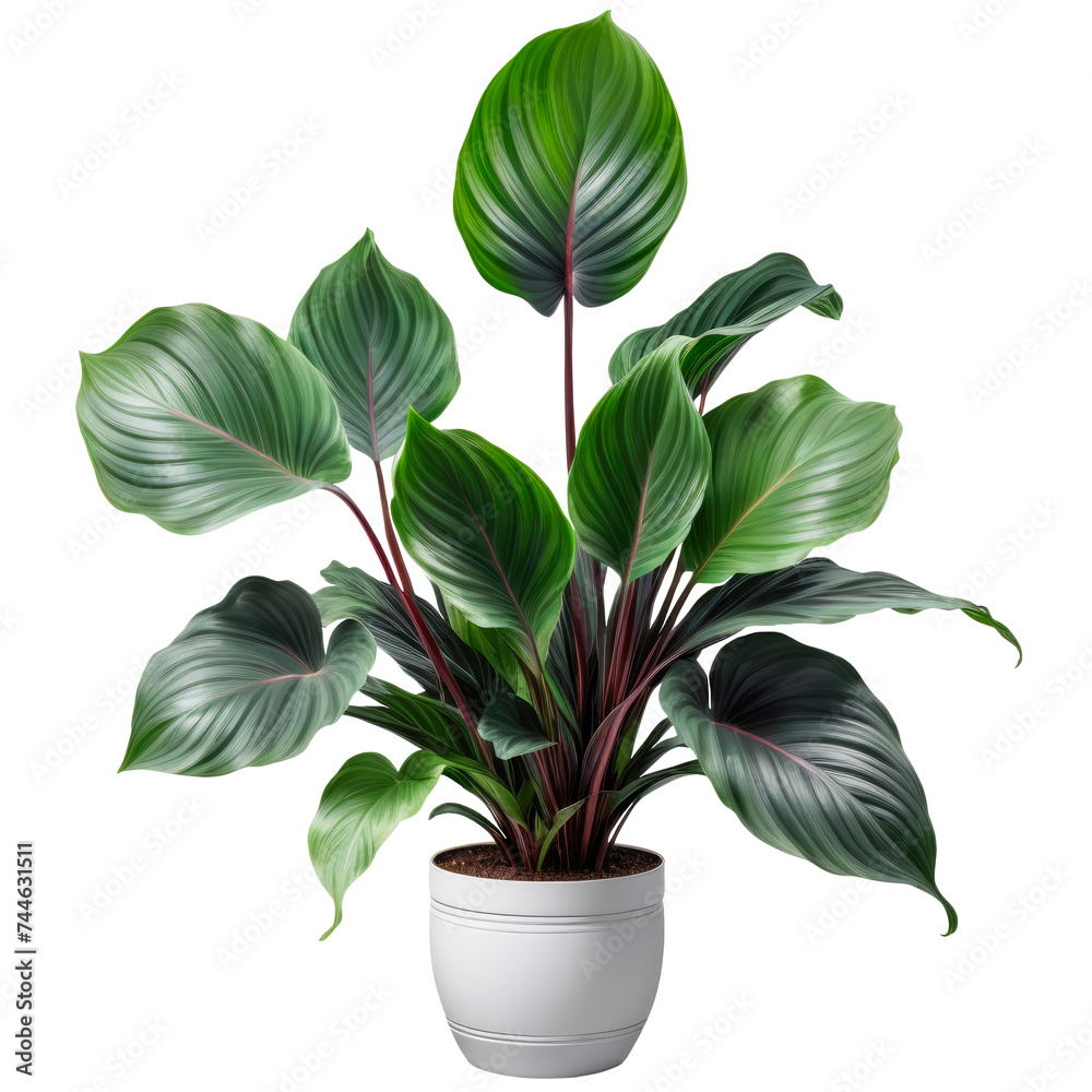 Calathea orbifolia plant in a pot on white transparent background, AI ...