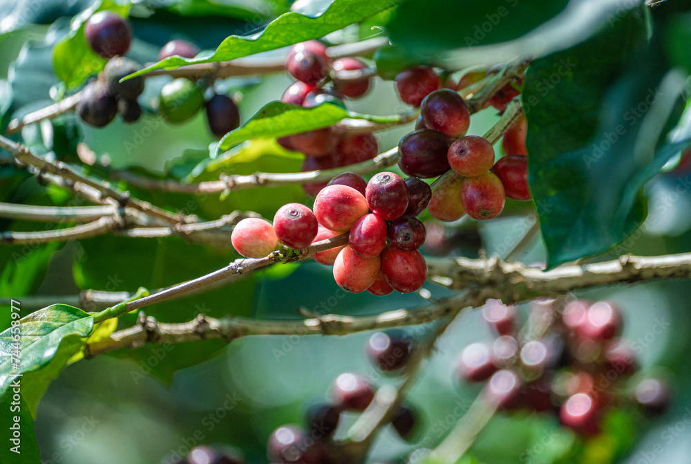 harvesting coffee agriculture. Coffee harvest, ripe coffee located among greenery on tree ...