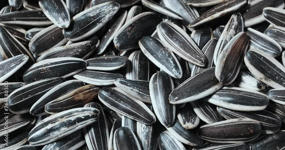 Sunflower seeds of a rare species of zebra. Top view of seeds on a ...