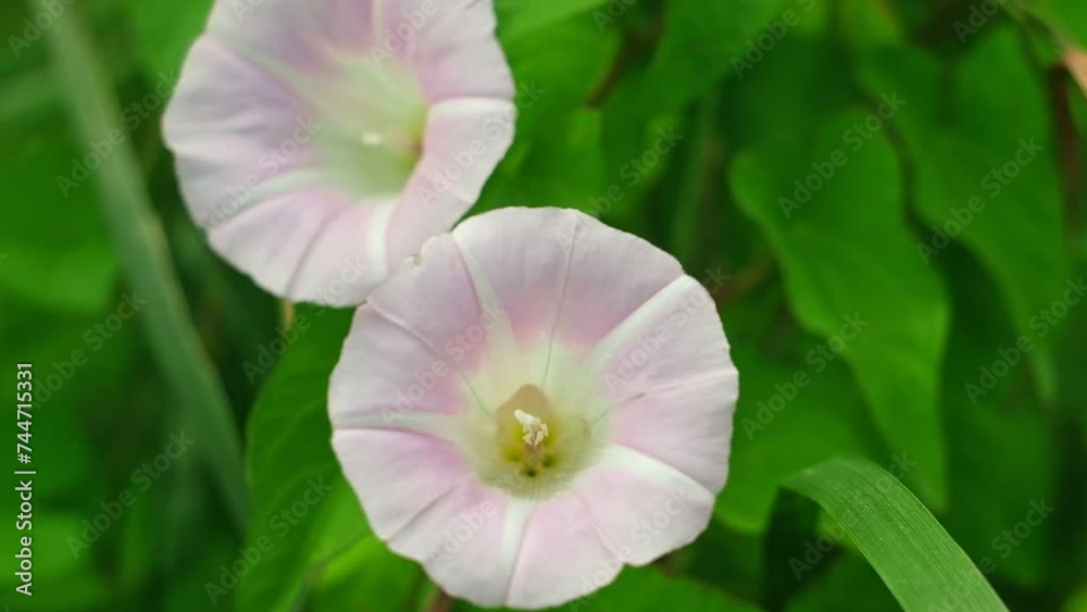 Field bindweed or Convolvulus arvensis or European bindweed or Creeping ...