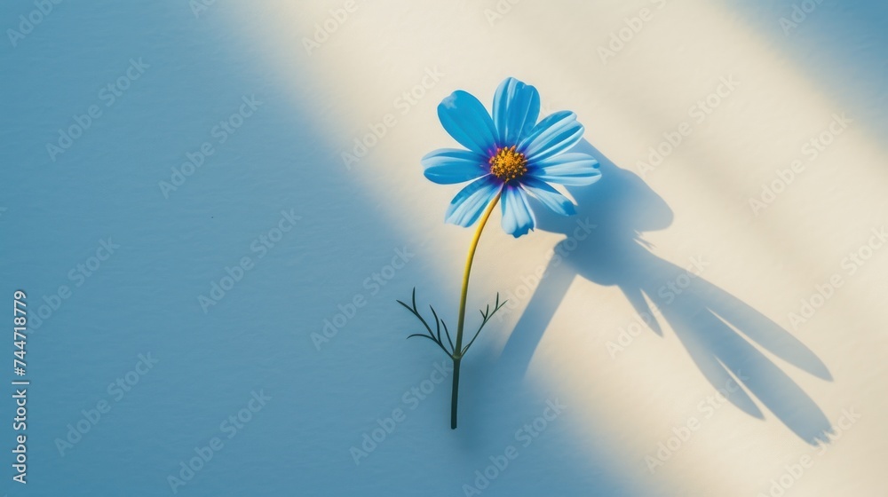 a single blue flower casts a shadow on a light blue background with a ...