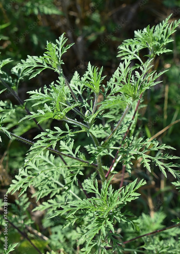 Ambroisie à feuilles d'armoise (Ambrosia artemisiifolia), jeune plante ...