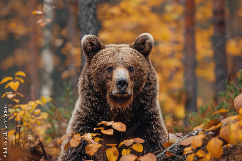 animal, bear, forest, mammal, nature, wildlife, big, brown bear, wild ...