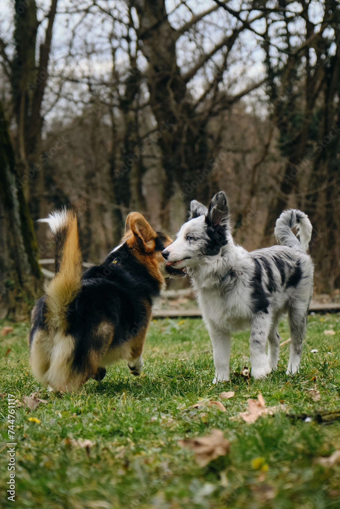 Grey merle blue-eyed border collie puppy stands with Welsh corgi ...