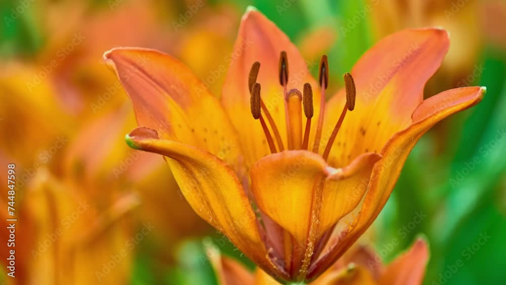 Orange lily. Lilium bulbiferum, common names orange, tiger or fire lily ...