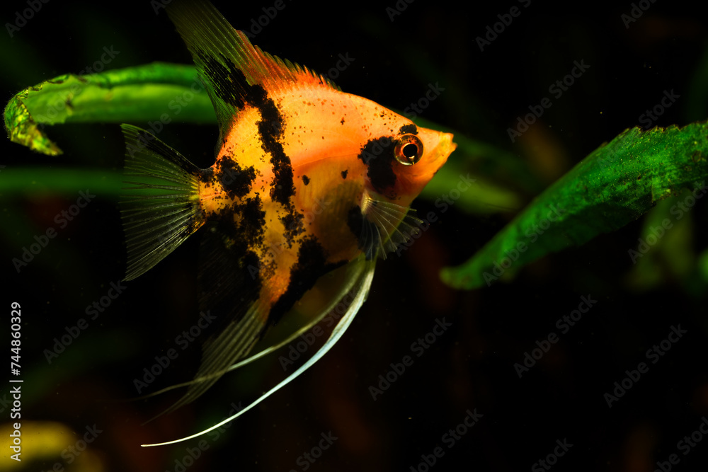 Fisch Aquarium Skalar pterophyllum scalare Red devil Stock Photo ...
