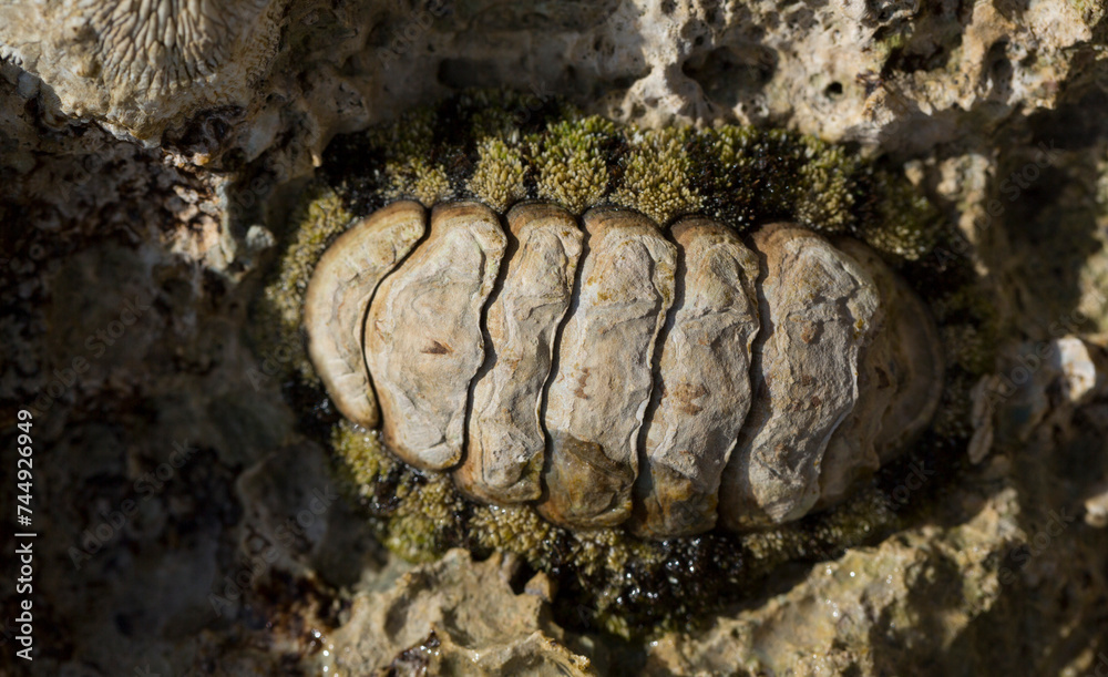 Acanthopleura haddoni, tropical species of chiton. The fauna of the Red ...