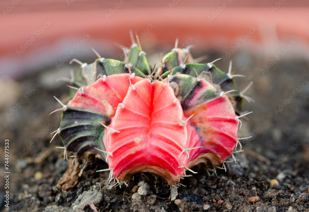 Close up top colorful small cactus plant with beautiful yellow and red ...
