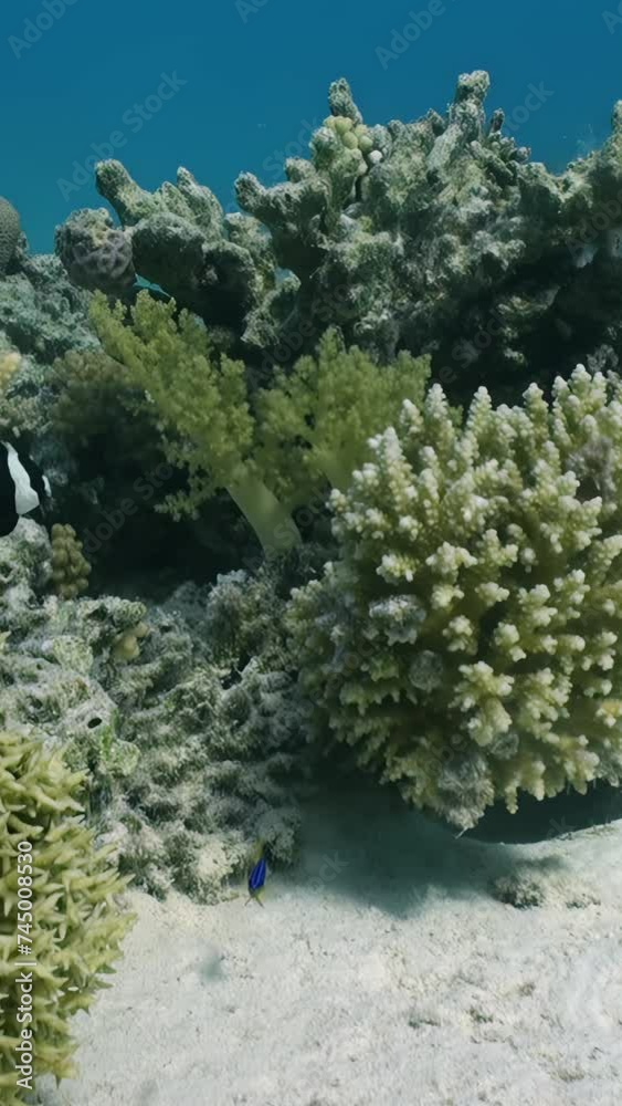 Beauty and diversity of marine fish life on coral reef. Let soothing ...