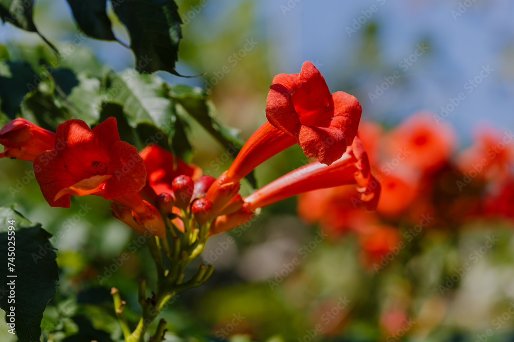 Campsis radicans flowers (trumpet vine or trumpet creeper). _ow itch ...