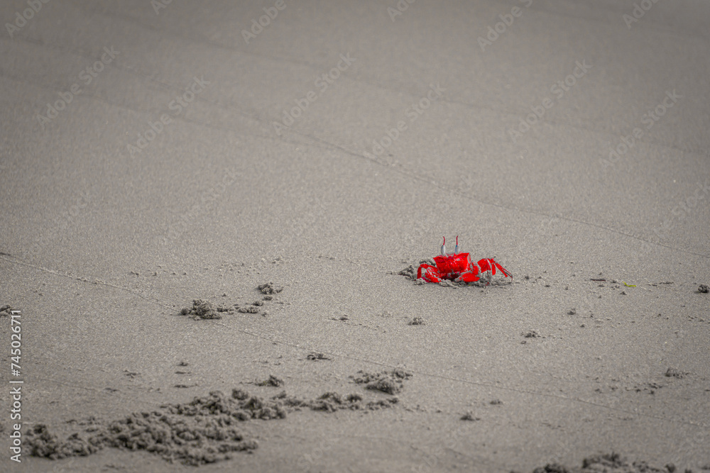 Red ghost crabs (Gecarcoidea natalis) running & sand digging , a ...