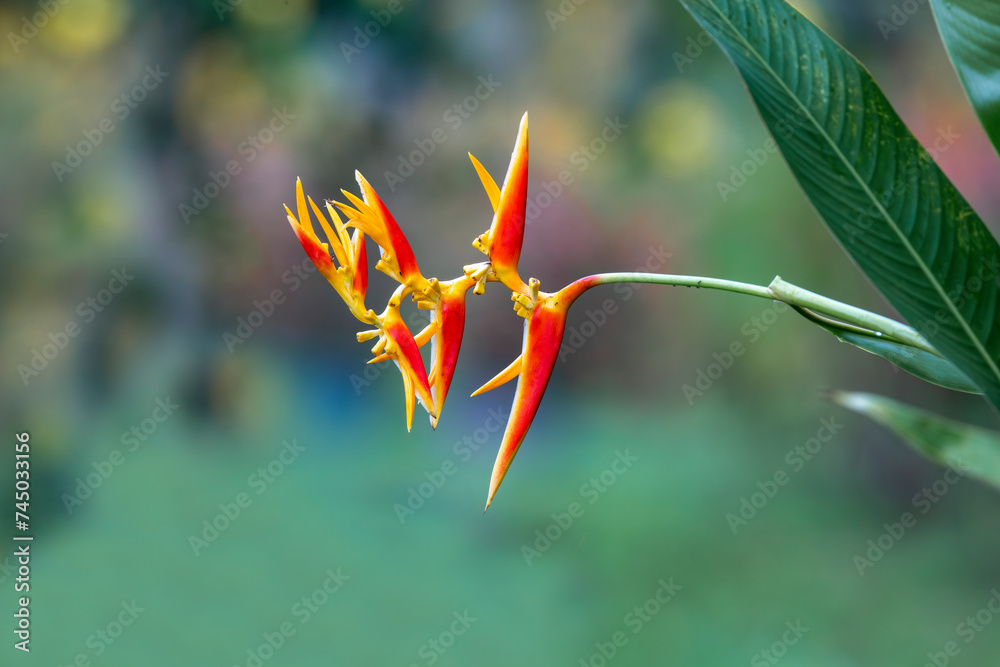 Heliconia Psittacorum, Parrot's Beak, Parakeet Flower, Golden Torch ...