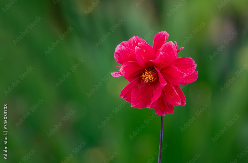 Dahlia flower is one of the most beautiful flowers in the world ...
