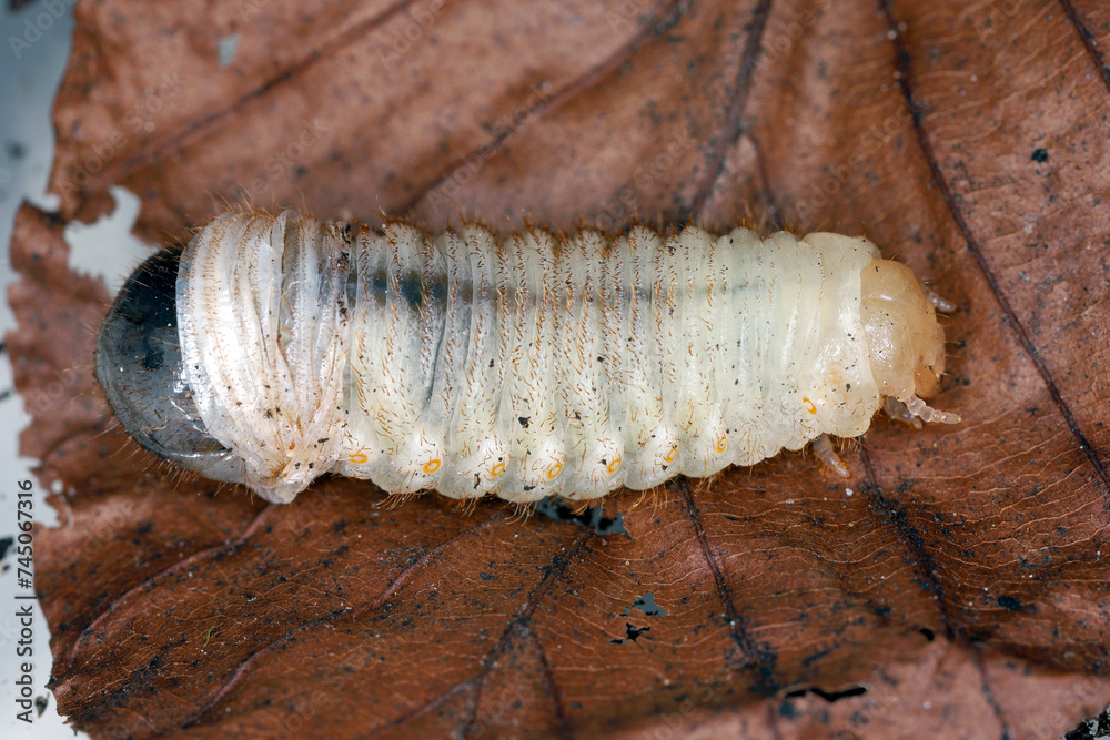 Beetle larva in the process of changing its skin, moulting ...