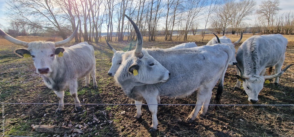 Hungarian Grey Steppe breed of beef cattle It belongs to the group of ...