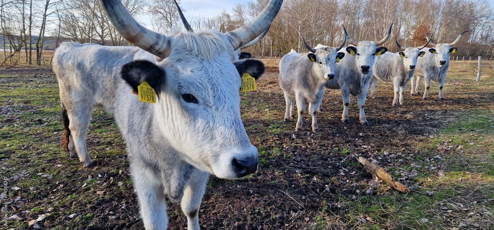 Hungarian Grey Steppe breed of beef cattle It belongs to the group of ...