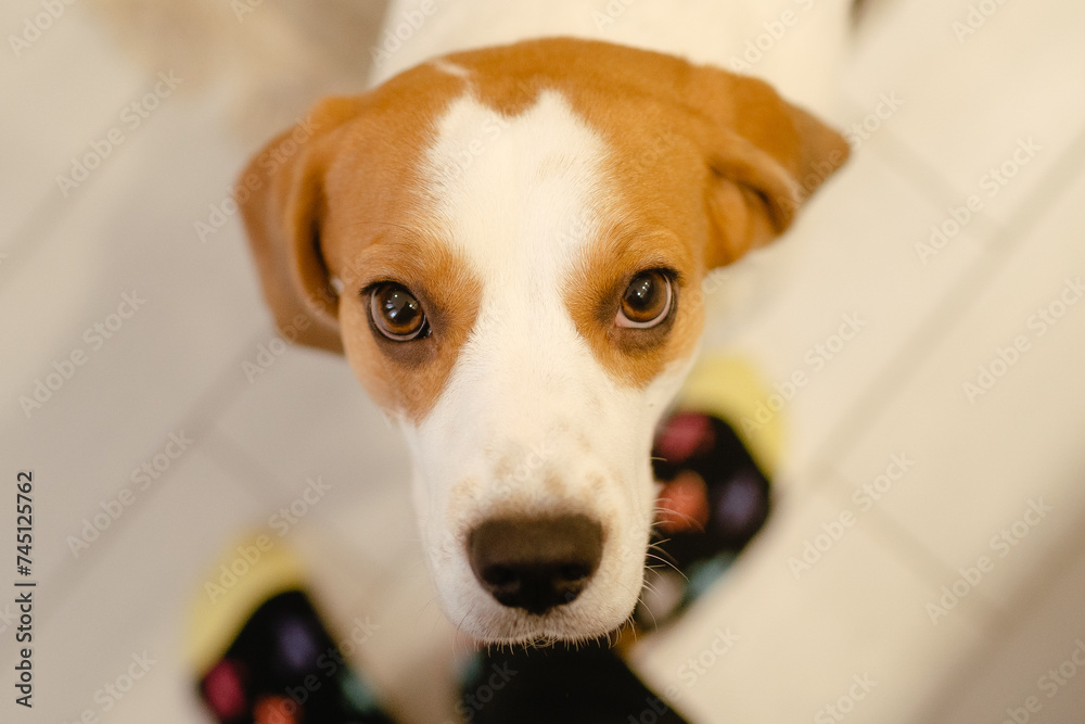 A brown and white scent hound dog, wearing socks and a collar, with ...