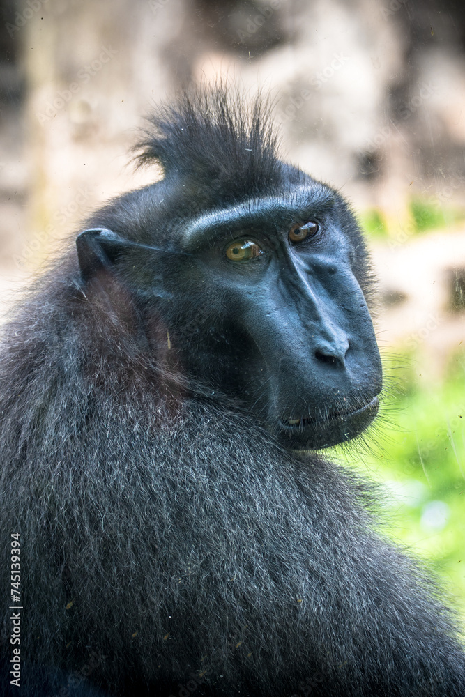 The Celebes crested macaque (Macaca nigra), also known as the crested ...